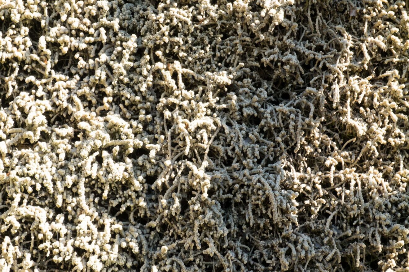 Das Gradierwerk Bad Kösen